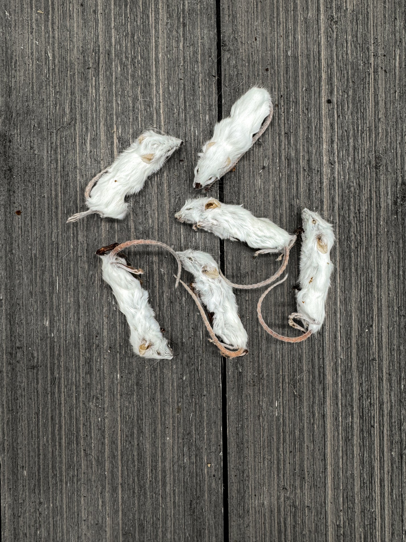 Dehydrated Furry Mice – Dogs Like it Raw